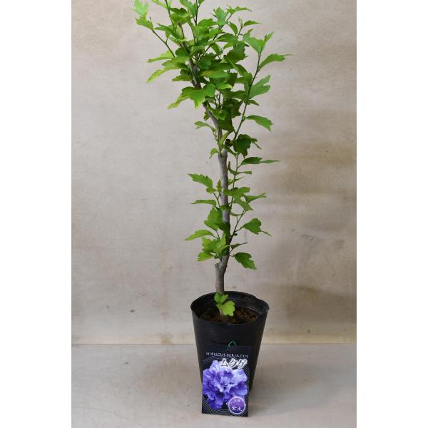 紫色の八重咲の花を咲かせる品種です。アオイ科の植物の中では耐寒性が強く、屋外でも問題なく栽培できます。ポンポンのような花が魅力です。樹高約65cm　15cmポリポット8月18日写真追加