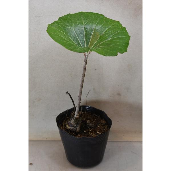 ツワブキは海岸近くの岩場などに自生するキク科の常緑多年草です。若い葉柄を食用にしたり、観賞用としても栽培されています。様々な形状の斑入りや葉の形状など沢山の品種があります。草丈約20cm　12cmポリポット