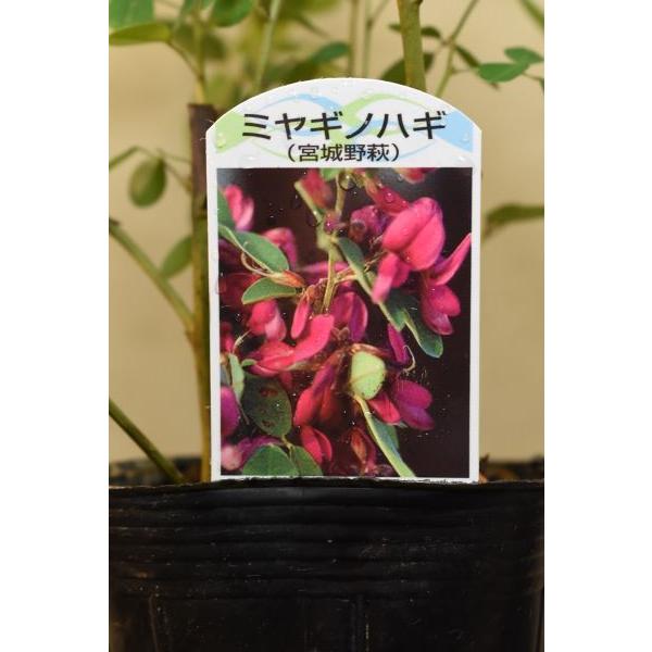 秋の七草のひとつとして知られるマメ科の落葉樹です。樹高約30cm〜40cm　10.5cmポリポット