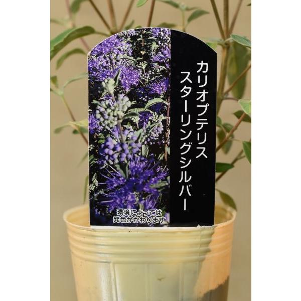 シルバーの葉と青紫の花が美しいコンパクトな草姿の品種です。剪定済みです。草丈約10cm　7.5ｃｍロングポリポット
