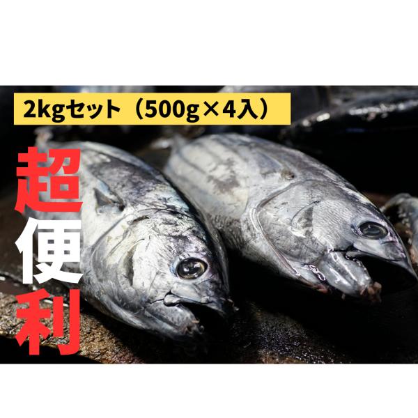 焼津港で水揚げされた新鮮なかつおのハラモ（腹身）を、釣り餌に最適な状態でカットし、500g真空パックの冷凍品としてお届けします。脂がしっかり乗ったハラモは、強い匂いと柔らかい質感で魚の本能を刺激し、鮭釣り（アキアジ）・青物・根魚・サビキ釣り...