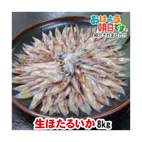 【発売日：2026年04月01日】ホタルイカ 新物 A級品 8kg（250g×32） 送料無料,ホタルイカA級品8kg（250g×32）【送料無料】兵庫県産 大容量超新鮮！お刺身、しゃぶしゃぶ、素干し、醤油漬け、何でもOK！【検索キーワード...