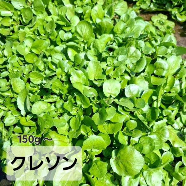 ■梱包・発送についてご注文数量をまとめて箱に入れ（大小バラ詰め）ペーパーを用い梱包し、クール冷蔵便で発送いたします。※天然もののため「根っこ」は付いていません。※鮮度を保つため採ったままを梱包いたします。土・枯葉など目立つものは取り除きます...