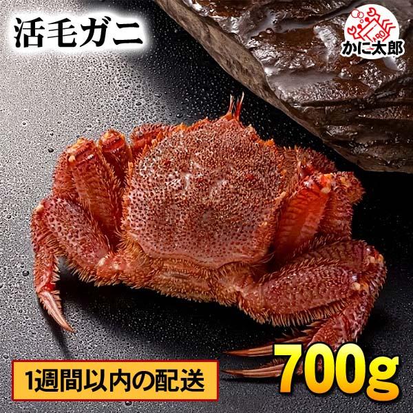 かに 活毛蟹【大型サイズ とろける味噌が絶品の毛蟹】毛がにのみずみずしく上品な甘みがある蟹身と、濃厚で味わい深い蟹味噌がたっぷり詰まった北海道産の毛がにです。■【冷蔵】活毛ガニ　700ｇ前後　1尾（重さは【活】を選択時）■ご注文確認後（ご入...