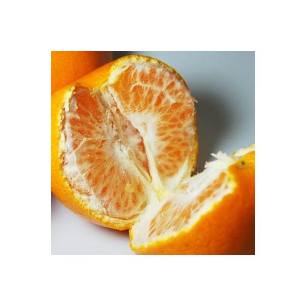 現在、M〜L玉（17〜23個）を出荷しています。初めは酸味がややあります。追熟しますので、後半になるにつれ落ち着きます。（現在2026/1/22）とっても柔らかい外皮で、手ですんなりと剥くことができます。プリっとした果肉で、爽やかな風味。適...