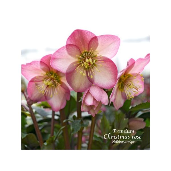 高級品種・冬咲きクリスマスローズ Ice N'roses 氷の薔薇 ローズ 高級品種・冬咲きクリスマスローズ Ice N'roses 氷の薔薇 ローズ