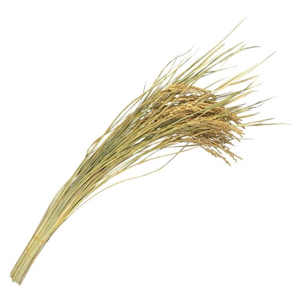 天然素材の稲穂（いなほ）です。正月飾りやしめ縄縁起物制作等にお使いください。３０本入り【サイズ：全長約70ｃｍ 】造花ではありませんので、サイズ・色・風合いにばらつきの出る場合がございます。また、実・籾が落ちる場合がございます。ご了承くださ...