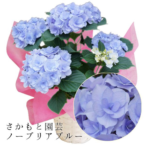 ギフトに人気のあじさい【ノーブリアブルー】です。ギフトラッピング込でお届けいたします。[母の日ギフト期間]5/1〜5/15[母の日以降]8：00までのご注文確定で即日発送[商品内容]ノーブリアブルー　5号鉢[大きさ]H約45ｃｍ、W約45ｃ...