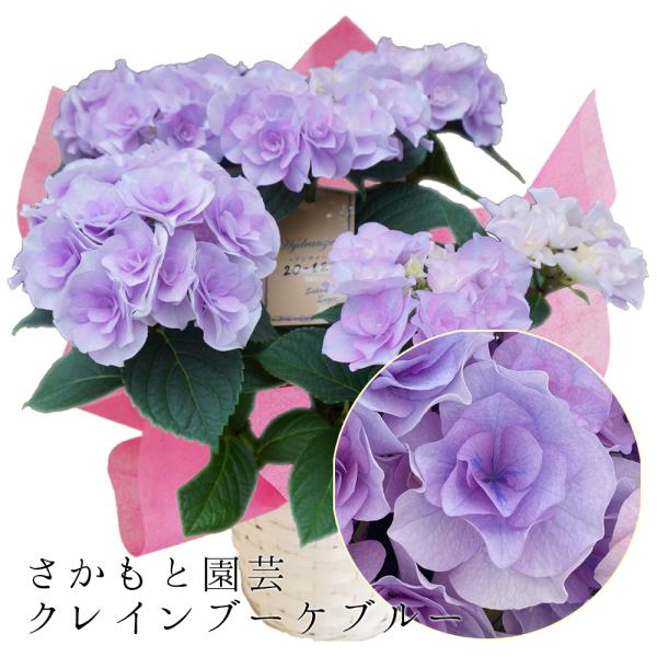 ギフトに人気のあじさい【クレインブーケブルー】です。ギフトラッピング込でお届けいたします。[母の日ギフト期間]5/1〜5/15[母の日以降]8：00までのご注文確定で即日発送[商品内容]クレインブーケブルー　5号鉢[大きさ]H約45ｃｍ、W...