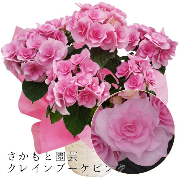 ギフトに人気のあじさい【クレインブーケピンク】です。ギフトラッピング込でお届けいたします。[母の日ギフト期間]5/1〜5/15[母の日以降]8：00までのご注文確定で即日発送[商品内容]クレインブーケピンク　5号鉢[大きさ]H約45ｃｍ、W...