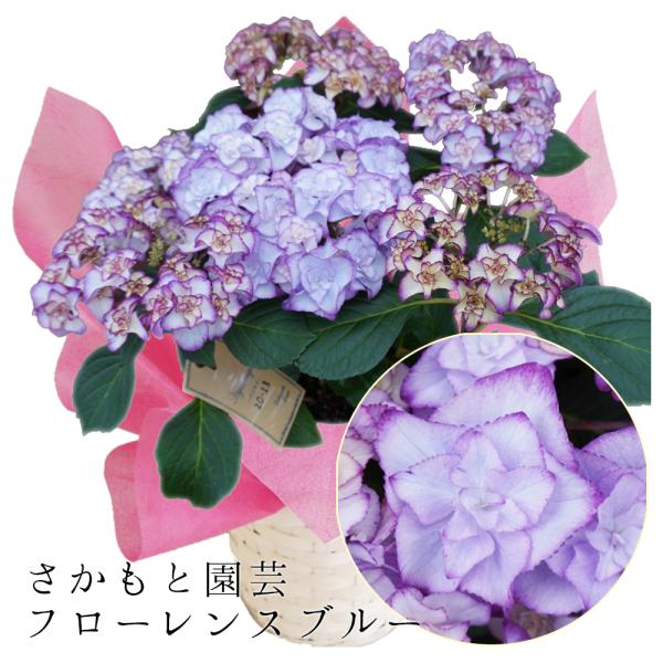 ギフトに人気のあじさい【フローレンスブルー】です。ギフトラッピング込でお届けいたします。[母の日ギフト期間]5/1〜5/15[母の日以降]8：00までのご注文確定で即日発送[商品内容]フローレンスブルー　5号鉢[大きさ]H約45ｃｍ、W約4...
