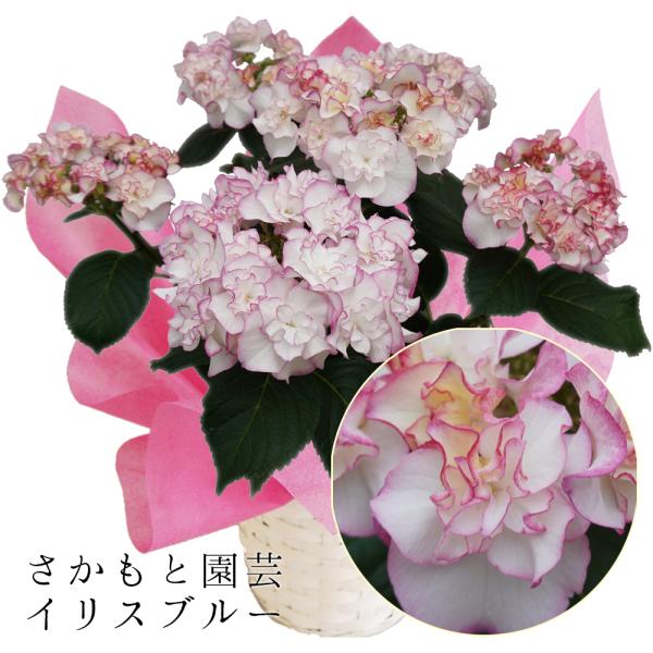 ギフトに人気のあじさい【イリスブルー】です。ギフトラッピング込でお届けいたします。[母の日ギフト期間]5/1〜5/15[母の日以降]8：00までのご注文確定で即日発送[商品内容]イリスブルー　5号鉢[大きさ]H約45ｃｍ、W約45ｃｍ[商品...