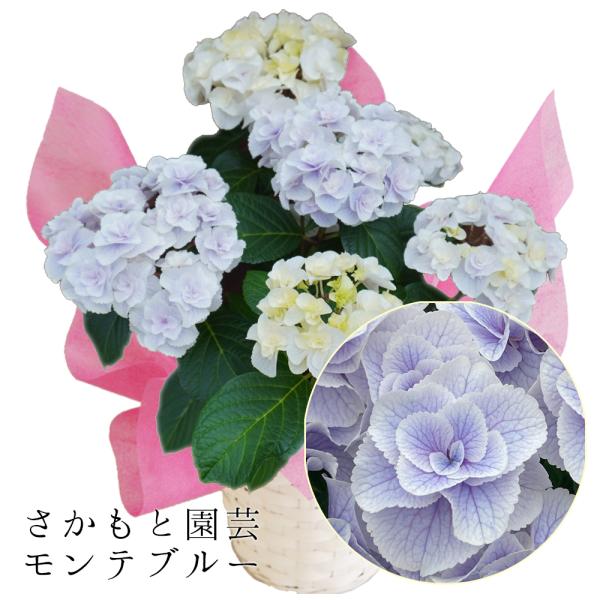 ギフトに人気のあじさい【モンテブルー】です。ギフトラッピング込でお届けいたします。[母の日ギフト期間]5/1〜5/15[母の日以降]8：00までのご注文確定で即日発送[商品内容]モンテブルー　5号鉢[大きさ]H約45ｃｍ、W約45ｃｍ[商品...