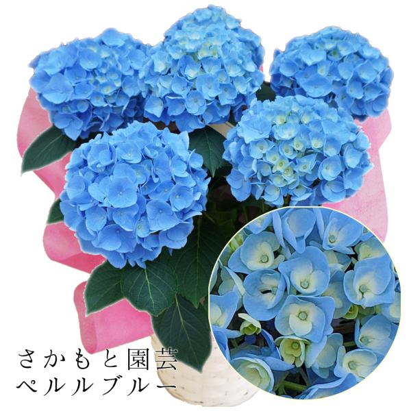 ギフトに人気のあじさい【ペルルブルー】です。ギフトラッピング込でお届けいたします。[母の日ギフト期間]5/1〜5/15[母の日以降]8：00までのご注文確定で即日発送[商品内容]ペルルブルー　5号鉢[大きさ]H約45ｃｍ、W約45ｃｍ[商品...