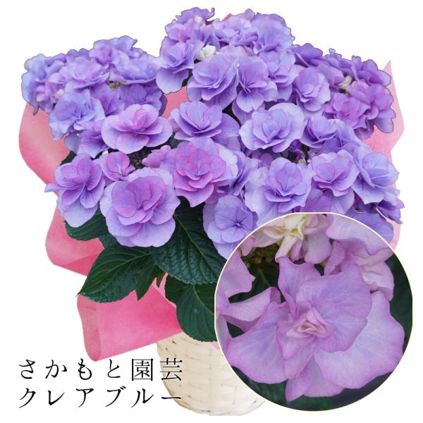 ギフトに人気のあじさい【クレアブルー】です。ギフトラッピング込でお届けいたします。[母の日ギフト期間]5/1〜5/15[母の日以降]8：00までのご注文確定で即日発送[商品内容]クレアブルー　5号鉢[大きさ]H約45ｃｍ、W約45ｃｍ[商品...