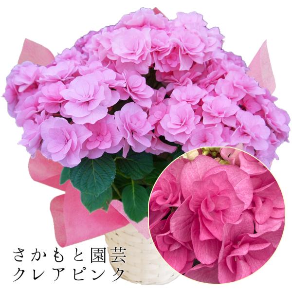 ギフトに人気のあじさい【クレアピンク】です。ギフトラッピング込でお届けいたします。[母の日ギフト期間]5/1〜5/15[母の日以降]8：00までのご注文確定で即日発送[商品内容]クレアピンク　5号鉢[大きさ]H約45ｃｍ、W約45ｃｍ[商品...