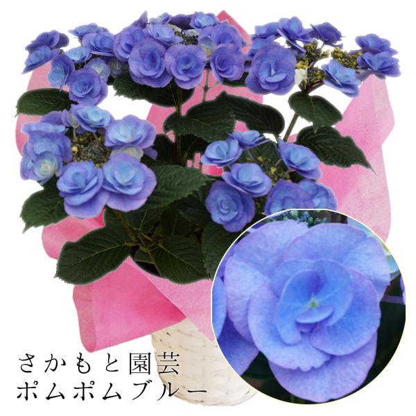 ギフトに人気のあじさい【ポムポムブルー】です。ギフトラッピング込でお届けいたします。[母の日ギフト期間]5/1〜5/15[母の日以降]8：00までのご注文確定で即日発送[商品内容]ポムポムブルー　5号鉢[大きさ]H約45ｃｍ、W約45ｃｍ[...