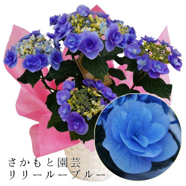 ギフトに人気のあじさい【リリールーブルー】です。ギフトラッピング込でお届けいたします。[母の日ギフト期間]5/1〜5/15[母の日以降]8：00までのご注文確定で即日発送[商品内容]リリールーブルー　5号鉢[大きさ]H約45ｃｍ、W約45ｃ...