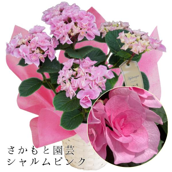 ギフトに人気のあじさい【シャルムピンク】です。ギフトラッピング込でお届けいたします。[母の日ギフト期間]5/1〜5/15[母の日以降]8：00までのご注文確定で即日発送[商品内容]シャルムピンク　5号鉢[大きさ]H約45ｃｍ、W約45ｃｍ[...