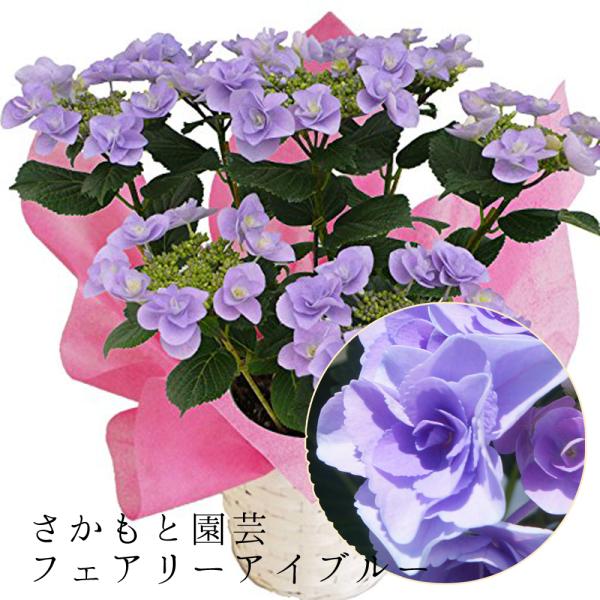ギフトに人気のあじさいフェアリーシリーズ【フェアリーアイブルー】です。ギフトラッピング込でお届けいたします。[母の日ギフト期間]5/7〜5/15[母の日以降]8：00までのご注文確定で即日発送[商品内容]ポージィブーケ　ビビアンパープル　5...