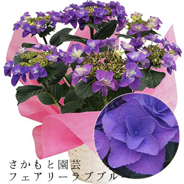 ギフトに人気のあじさい【フェアリーラブブルー】です。ギフトラッピング込でお届けいたします。[母の日ギフト期間]5/1〜5/16[母の日以降]朝8：00までのご注文確定で即日発送[商品内容]ポージィブーケ　フェアリーラブブルー　5号鉢[大きさ...