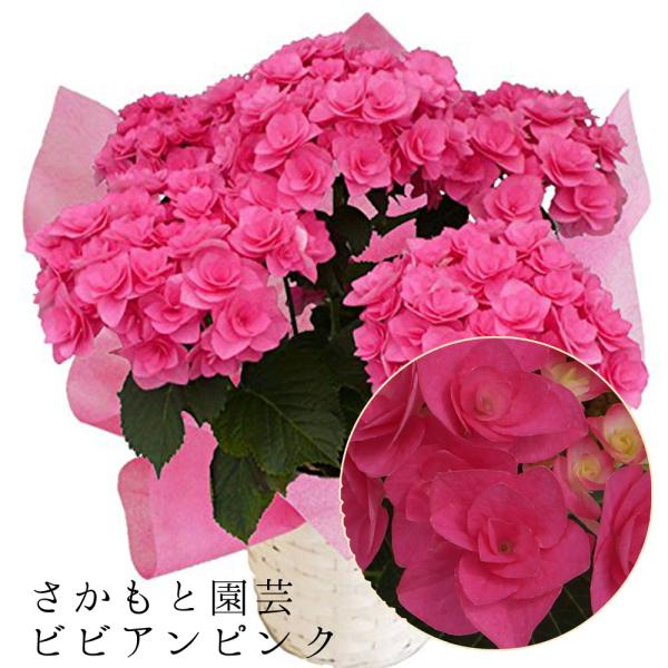 ギフトに人気のあじさいポージィブーケシリーズ【ビビアン】です。ギフトラッピング込でお届けいたします。[母の日ギフト期間]5/1〜5/15[母の日以降]朝8：00までのご注文確定で即日発送[商品内容]ポージィブーケ　ビビアン　5号鉢[大きさ]...