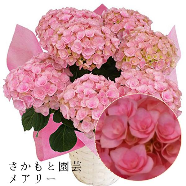 ギフトに人気のあじさいポージィブーケシリーズ【メアリー】です。ギフトラッピング込でお届けいたします。[母の日ギフト期間]5/1〜5/15[母の日以降]朝8：00までのご注文確定で即日発送[商品内容]ポージィブーケ　メアリー　5号鉢[大きさ]...