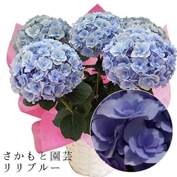 ギフトに人気のあじさいポージィブーケシリーズ【リリブルー】です。ギフトラッピング込でお届けいたします。[母の日ギフト期間]5/1〜5/15[母の日以降]朝8：00までのご注文確定で即日発送[商品内容]ポージィブーケ　リリブルー　5号鉢[大き...