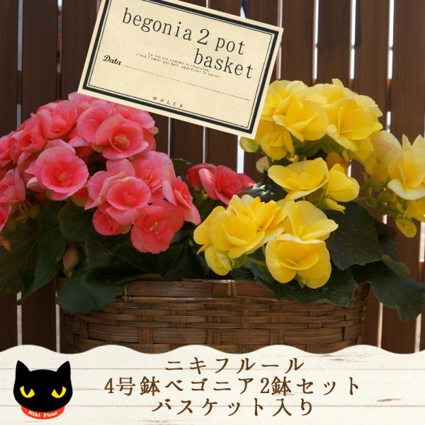 八重咲きの4号鉢ベゴニアを2鉢セットにしてバスケット入りでお届けいたします。ギフトラッピング込の料金です。[発送可能期間]09/15〜06/30　開花中は平日朝8時までのご注文で即日発送が可能です。[商品内容]エラチオールベゴニア　4号鉢ベ...