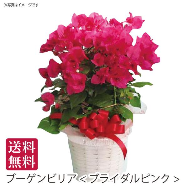 【発売日：2026年07月03日】茨城県つくば市に本社を置くスーパーの『カスミ』のおすすめ夏ギフト。「ありがとう」の想いと季節の恵みをそっと包んで、お世話になったあの人へ。