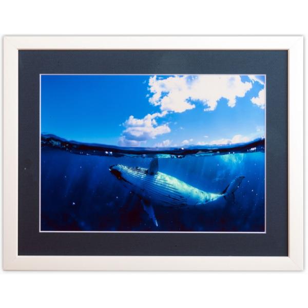 サイズ（プリモアート）：Ａ４　横サイズ（額装含む）：縦43.5cm×横50.5cmマット色：青額色：白額主要素材：アルミ出典：星と海の楽園撮影場所：オーストラル諸島・ルルツ島★お支払完了より、約１ヶ月後の出荷となります楽園で出会ったクジラが...