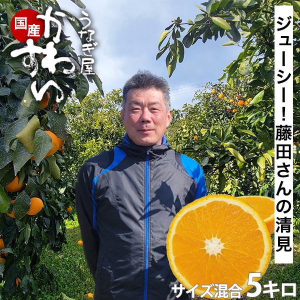 「有田市認定みかん農家 藤田さんの清見」いろんな柑橘を育てる藤田さん！今回はプルンとした果肉と豊富な果汁が特徴の清見のご案内です。清見はみかんとオレンジの交配種で、果汁が多く、ほのかにオレンジの香りがします。藤田さんの農園では減農薬と有機肥...