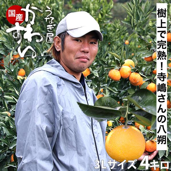 「寺嶋さんの完熟樹成りはっさく 4キロ」有田市の認定を取得した寺嶋さんが作る八朔！八朔のシーズンは主に12月頃から始まり、通常2月中旬頃に収穫を終えます。ですが、この完熟樹成りはっさくは収穫時期を遅らせ、樹に実らせたまま完熟させる頃で糖度を...