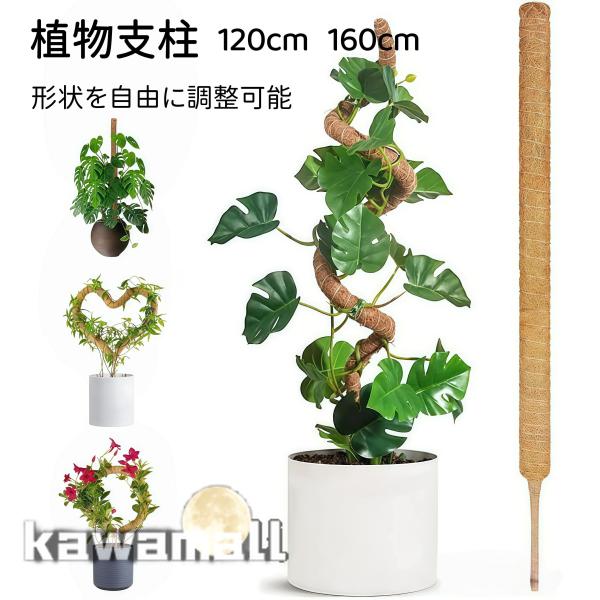 【植物を成長させ、より魅力的にするのに役立つモンステラ 支柱】：本モスポールは屋内ガーデニングのための効率的なツールです。 これらは、モンステラ、フィロデンドロン、ポトスなどのつる性の植物に一般的に使用されるヘゴ支柱の一種です。 自然の生息...