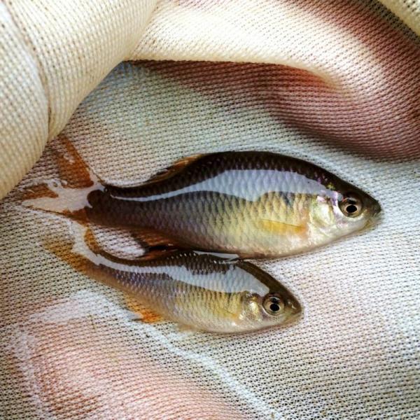 （生体サイズ）3〜5ｃｍ±　※サイズの範囲を独自に定め、当店の規格としております。また、お送りする個体はランダムに掬います。（雌雄）不問（数量）3匹＿＿＿Tanakia limbatatabiraコイ目コイ科タナゴ亜科アブラボテ属Oily ...