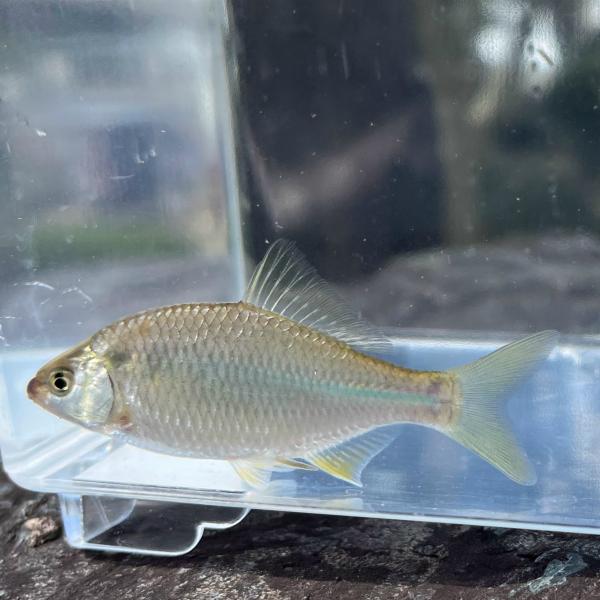 （生体サイズ）5〜9ｃｍ±　※サイズの範囲を独自に定め、当店の規格としております。また、お送りする個体はランダムに掬います。（雌雄）不問（判別不可）（数量）1匹＿＿＿Acheilognathus rhombeusコイ目コイ科タナゴ亜科タナゴ...