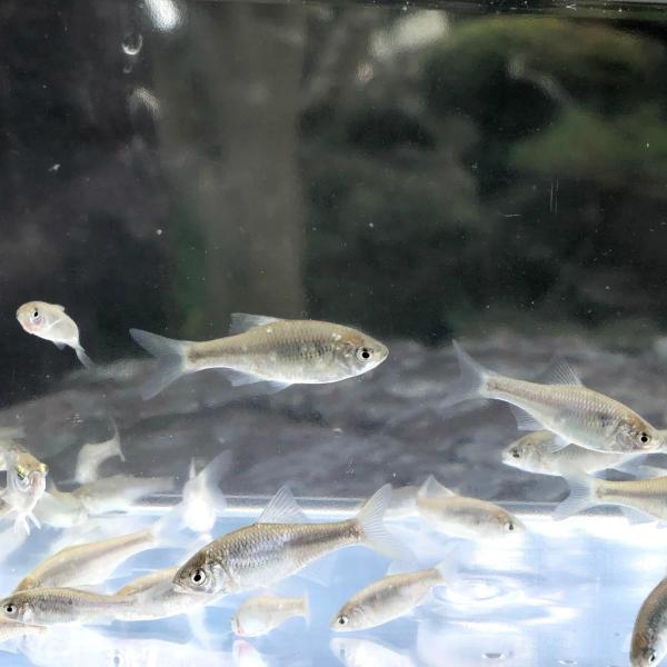 （生体サイズ）3〜7ｃｍ±　※サイズの範囲を独自に定め、当店の規格としております。また、お送りする個体はランダムに掬います。（雌雄）不問（数量）30匹＿＿＿Tanakia lanceolataコイ目コイ科タナゴ亜科アブラボテ属Yari-ta...