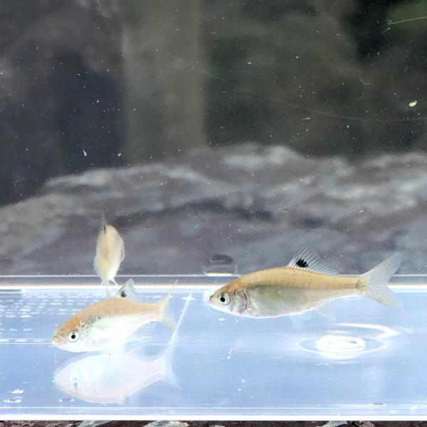 （生体サイズ）3〜5ｃｍ±　※サイズの範囲を独自に定め、当店の規格としております。また、お送りする個体はランダムに掬います。（雌雄）不問（数量）3匹＿＿＿Acheilognathus rhombeusコイ目コイ科タナゴ亜科タナゴ属　Kane...
