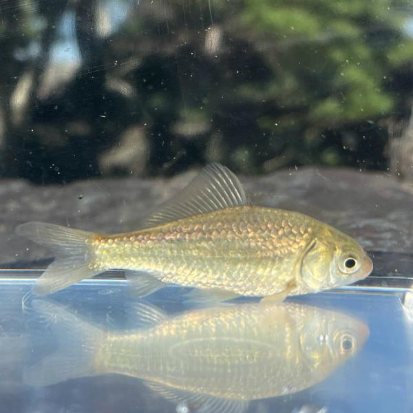 （生体サイズ）　3〜5ｃｍ±（雌雄）　不問（数量）　1匹別名：マブナ