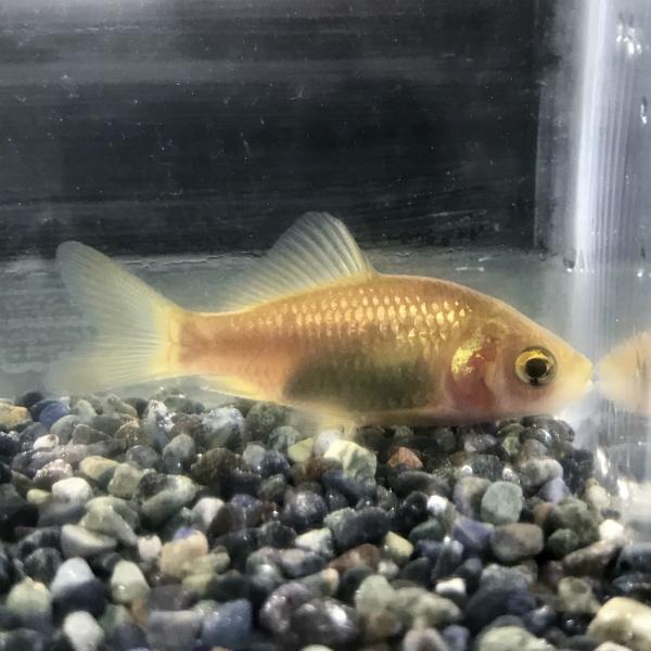 （生体サイズ）　4〜7ｃｍ±　※サイズの範囲を独自に定め、当店の規格としております。また、お送りする個体はランダムに掬います。（雌雄）　不問（数量）　1匹※養殖物