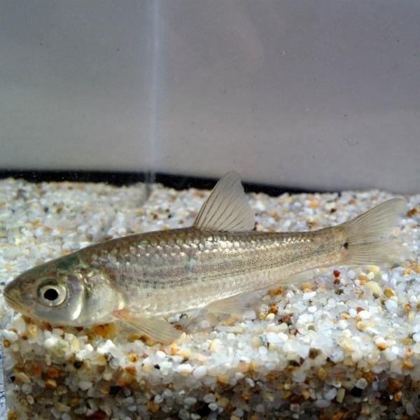 （生体サイズ）・3〜7ｃｍ±　※サイズの範囲を独自に定め、当店の規格としております。また、お送りする個体はランダムに掬います。 （雌雄／数量）・不問／3 匹