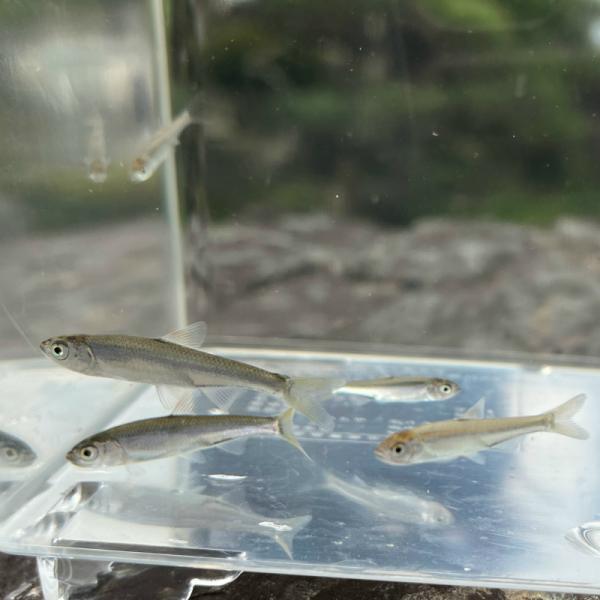 （生体サイズ）2〜4ｃｍ± ※サイズの範囲を独自に定め、当店の規格としております。また、お送りする個体はランダムに掬います。（雌雄）不問（数量）3匹