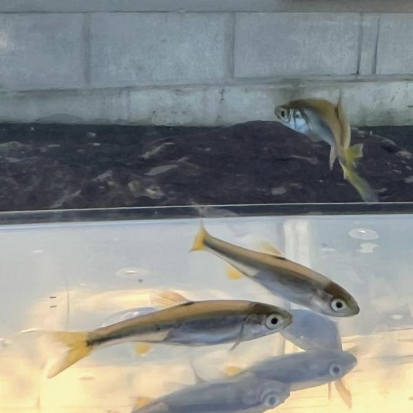 （生体サイズ）4 〜7ｃｍ±　※サイズの範囲を独自に定め、当店の規格としております。また、お送りする個体はランダムに掬います。（雌雄）不問（数量）10匹＿＿＿Candidia temminckii コイ科クセノキプリス亜科カワムツ属Dark...