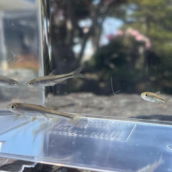 （生体サイズ）2〜4ｃｍ±　※サイズの範囲を独自に定め、当店の規格としております。また、お送りする個体はランダムに掬います。（雌雄）不問（数量）3匹＿＿＿Japanese chubNipponocypris sieboldii コイ科クセノ...