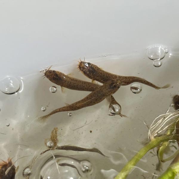 （生体サイズ）　3〜7ｃｍ±　※規格内で掬った順に対応させていただきます（雌雄）　不問（数量）　3匹