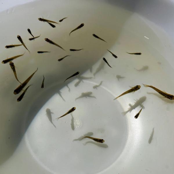 （生体サイズ）1〜2ｃｍ±　※規格内で対応させていただきます（雌雄）不問（数量）10匹