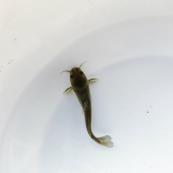 （生体サイズ）3〜5ｃｍ±　（雌雄）不問（数量）1匹