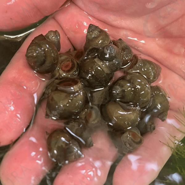 （生体サイズ）貝幅　1ｃｍ±（雌雄）不問（数量）3匹