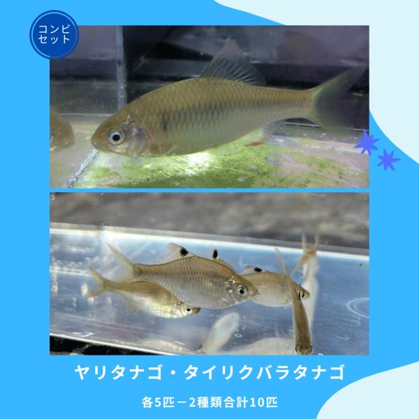 ＿＿＿・生体のサイズは、下記のセット内容に記載のある通り。・雌雄不問。・生体の写真については、参考商品ページをご覧くださいませ。＿＿＿【セット内容】▼ヤリタナゴ（生体サイズ）3〜7ｃｍ±　（数量）5匹　▼タイリクバラタナゴ（生体サイズ）2〜...