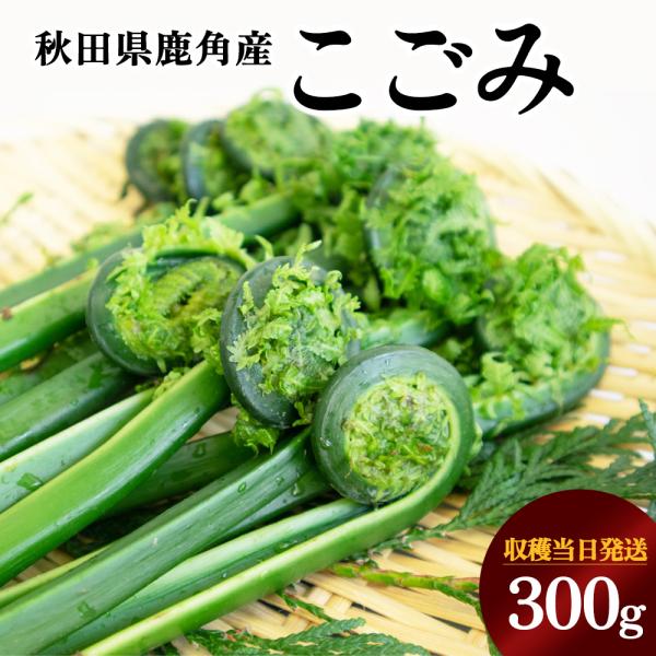 【発売日：2026年05月01日】●出荷時期：5月上旬頃から出荷予定天候の影響により出荷時期が前後する場合がございます。●生鮮品のため、配送指定日はお受けできません。配送時間帯指定及び大まかなお受け取り希望のみお受けいたします。配送希望の場...